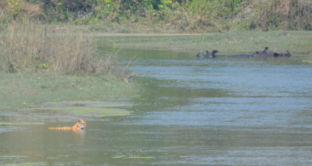 Bardia National Park – Nepal’s Untouched Wildlife and Nature