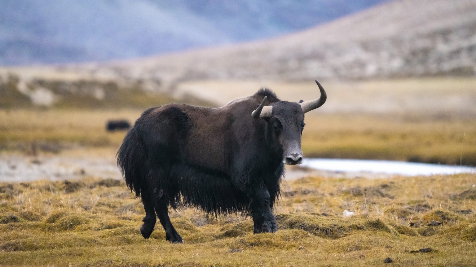 Wild Yak Photography Trip to Limi, Humla (May to August)